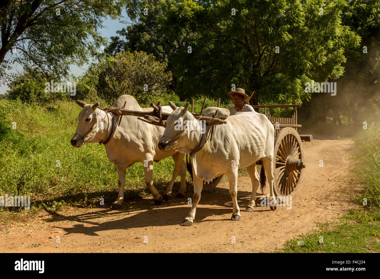 Ox Cart. Bagan. Myanmar Stock Photo - Alamy