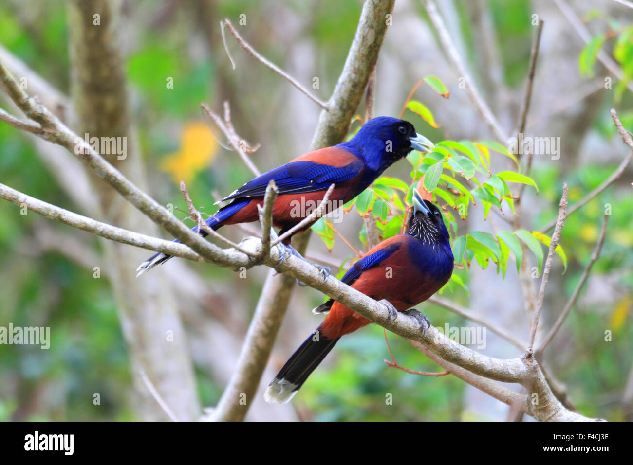 Lidth's Jay (Garrulus lidthi) in Amami Island, Japan Stock Photo - Alamy