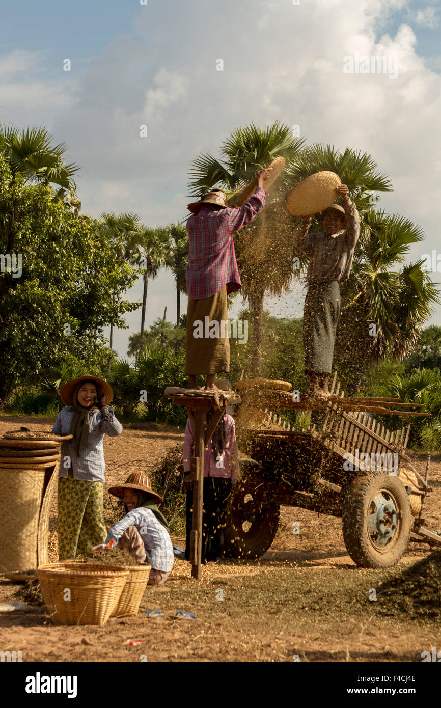 Peanut Farmers. Bagan. Myanmar Stock Photo - Alamy