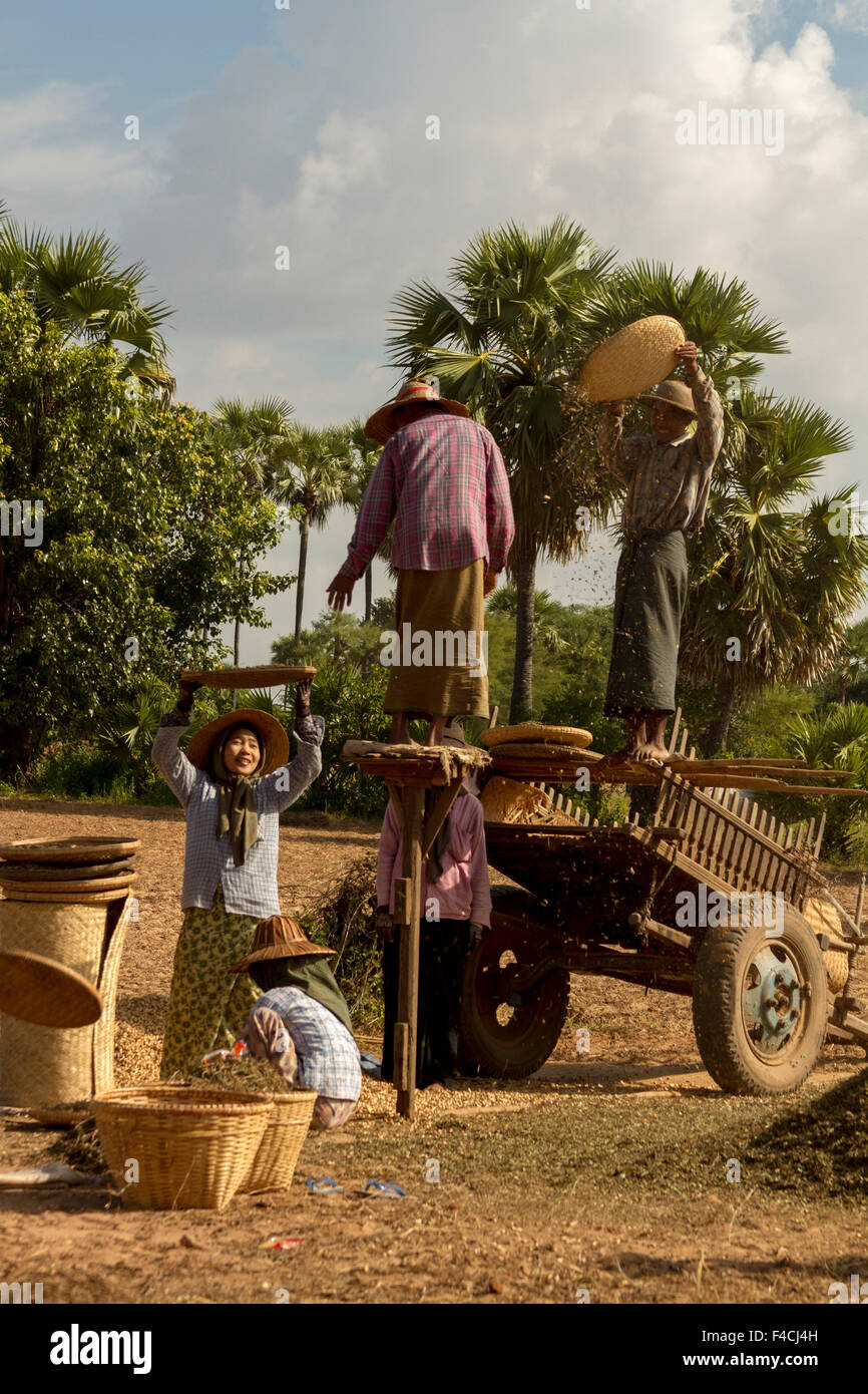 Peanut Farmers. Bagan. Myanmar Stock Photo - Alamy