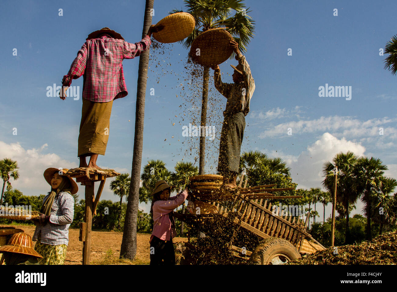 Peanut Farmers. Bagan. Myanmar Stock Photo - Alamy