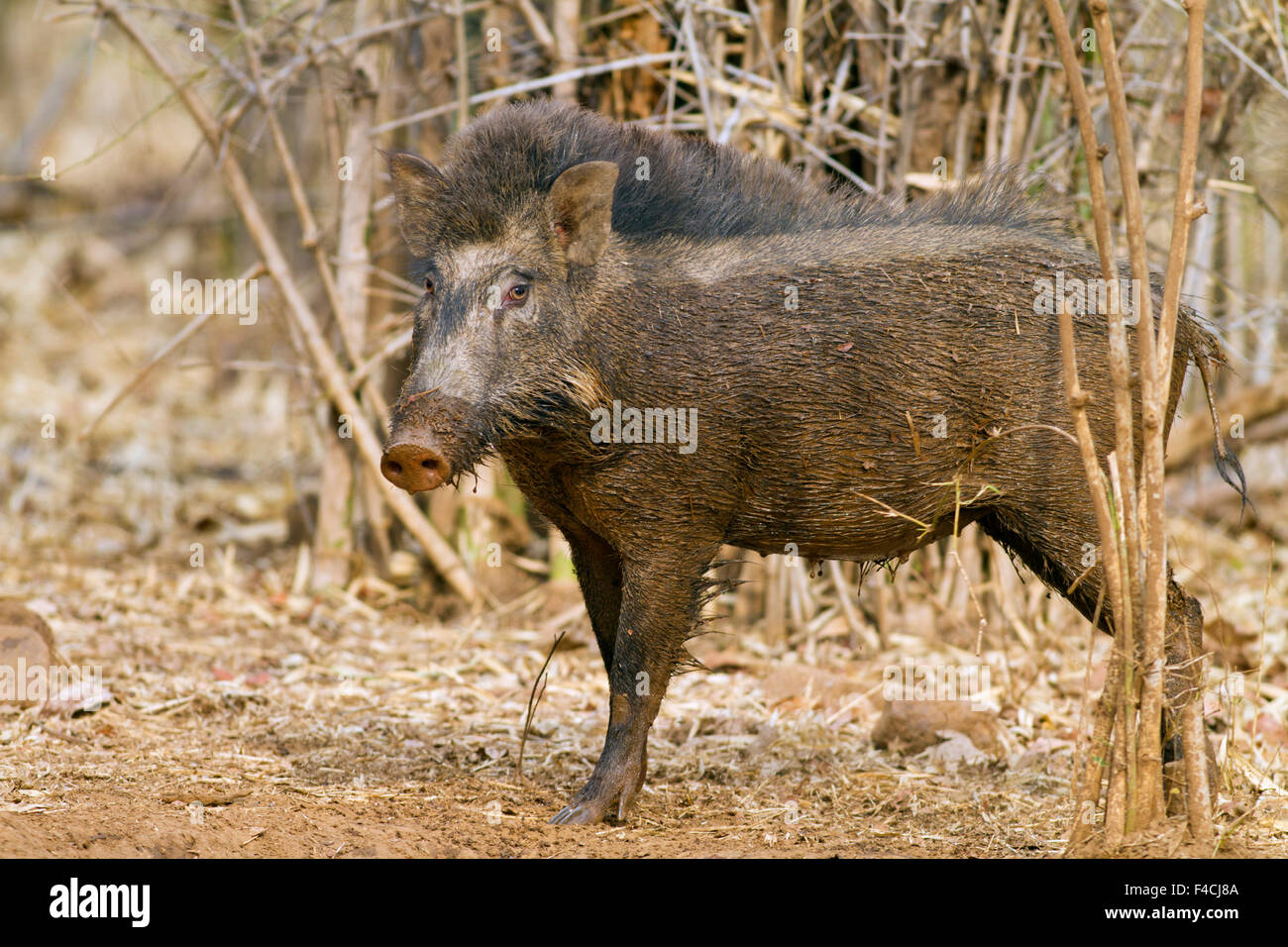 Tatr wildlife hi-res stock photography and images - Alamy