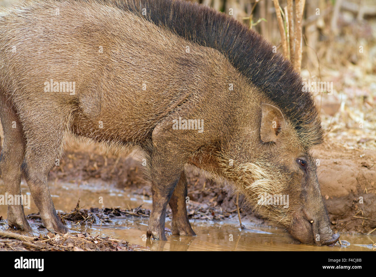 Wild Boar, Tadoba Andheri Tiger Reserve (TATR), India Stock Photo - Alamy