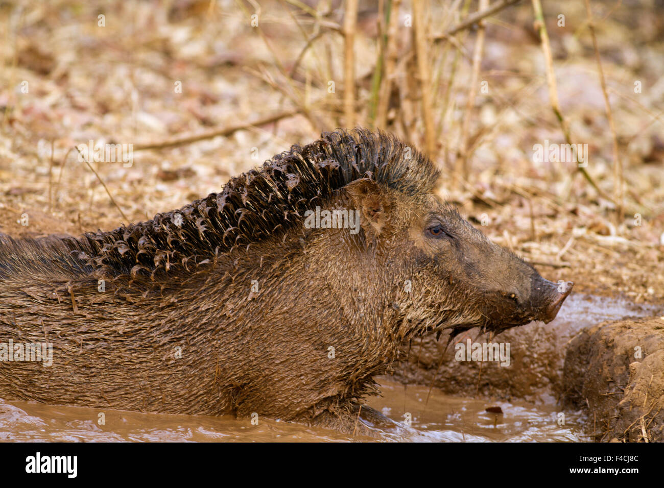 Wild Boar, Tadoba Andheri Tiger Reserve (TATR), India Stock Photo - Alamy