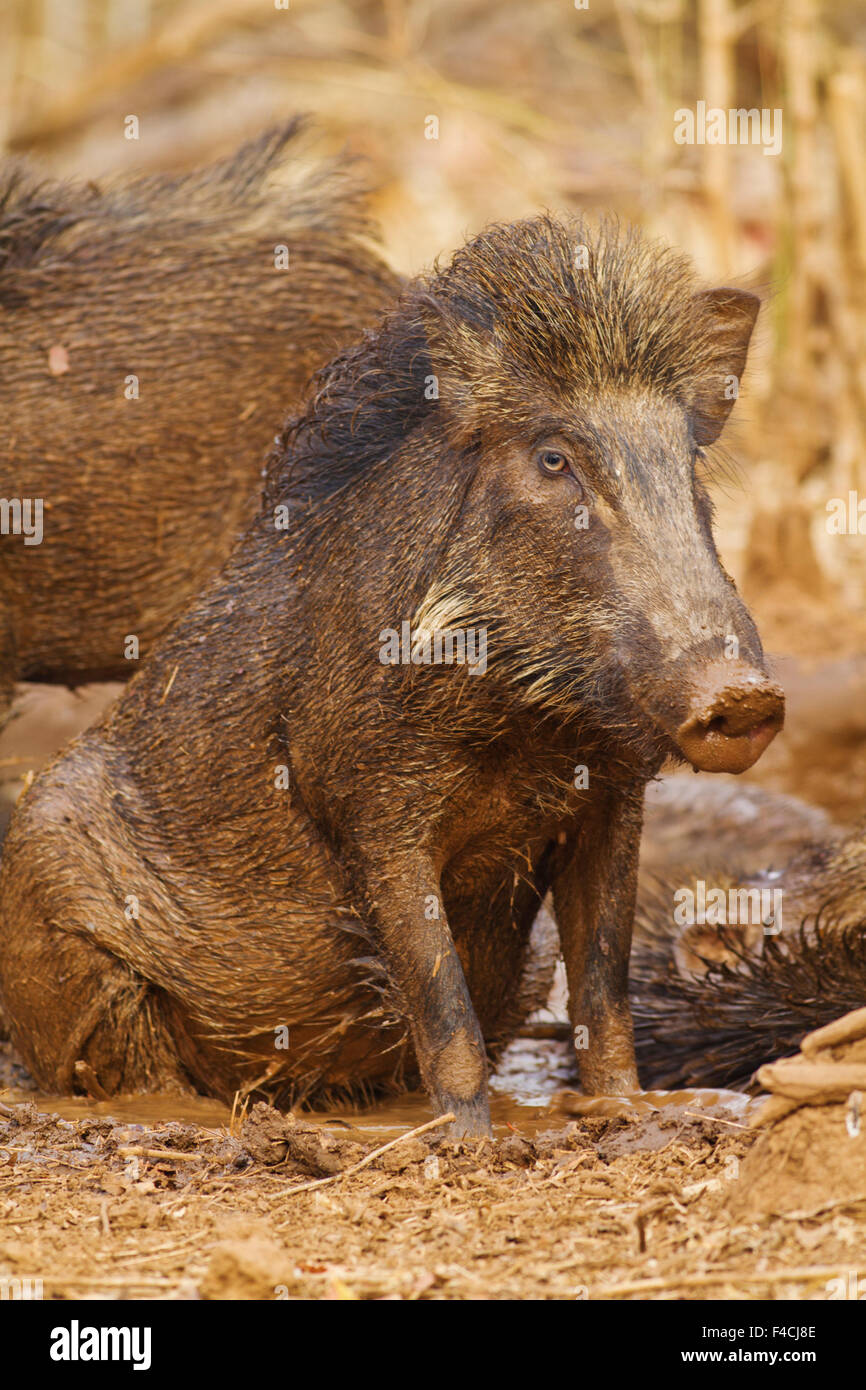 Wild Boar, Tadoba Andheri Tiger Reserve (TATR), India Stock Photo - Alamy