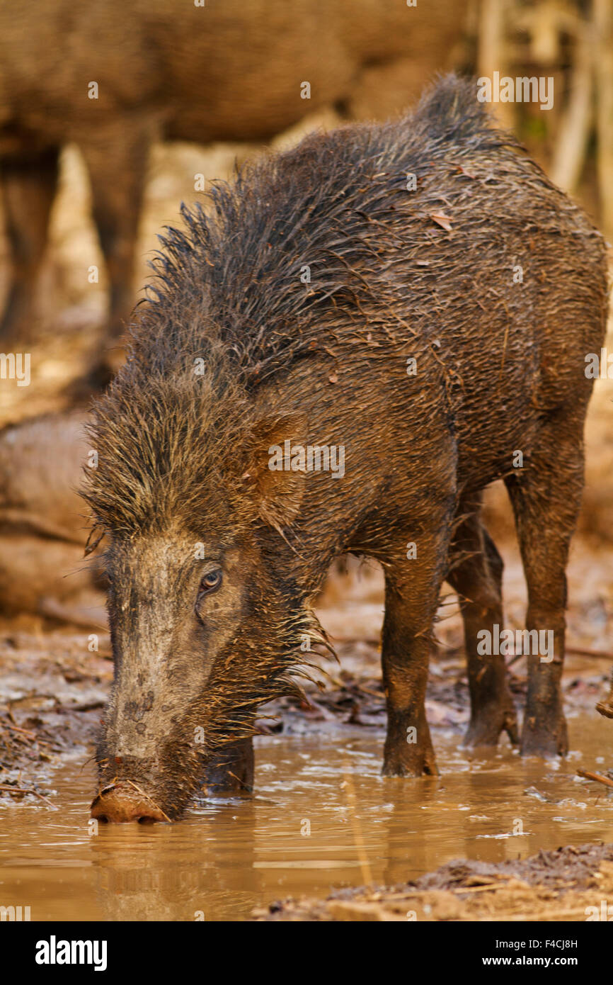 Wild Boar, Tadoba Andheri Tiger Reserve (TATR), India Stock Photo - Alamy