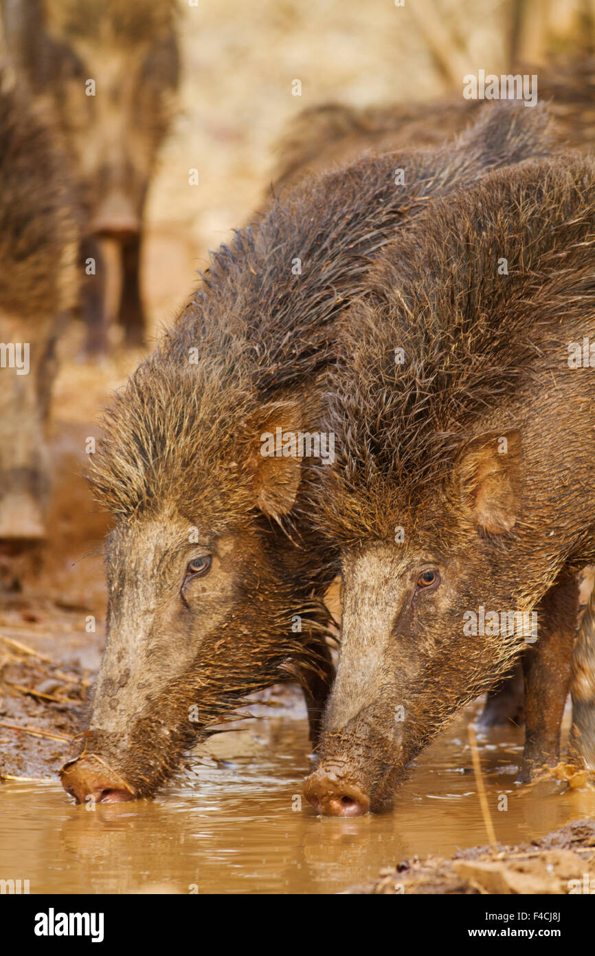 Wild Boar, Tadoba Andheri Tiger Reserve (TATR), India Stock Photo - Alamy