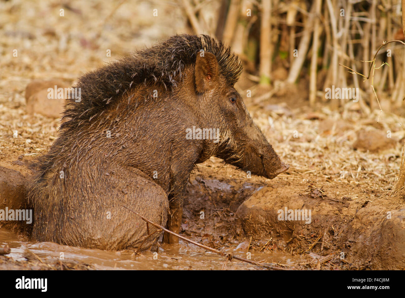 Wild Boar, Tadoba Andheri Tiger Reserve (TATR), India Stock Photo - Alamy