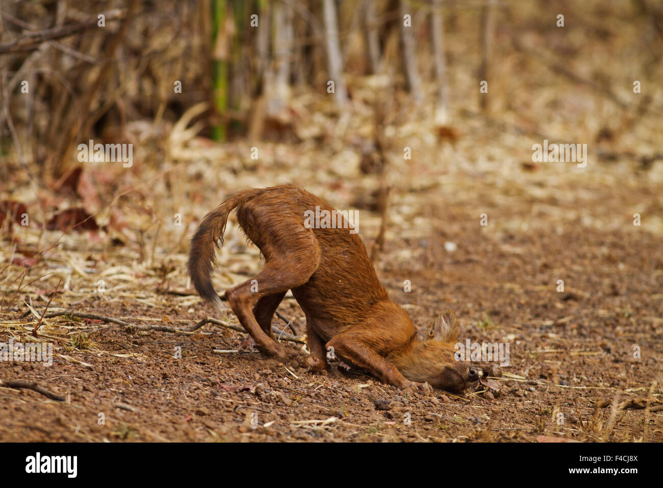 Wild Dog mud wallowing, Tadoba Andheri Tiger Reserve (TATR), India ...