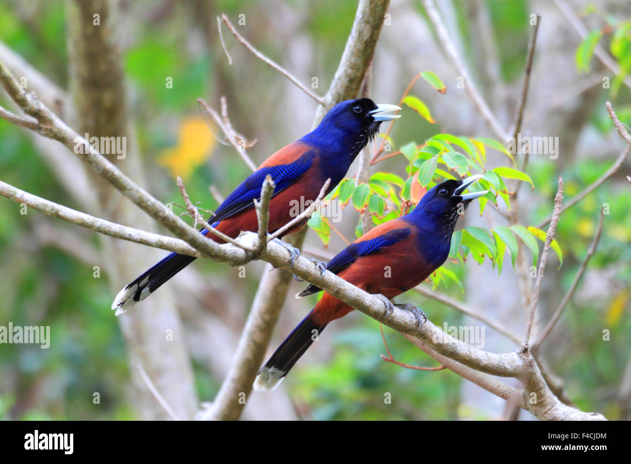 Lidth's Jay (Garrulus lidthi) in Amami Island, Japan Stock Photo - Alamy