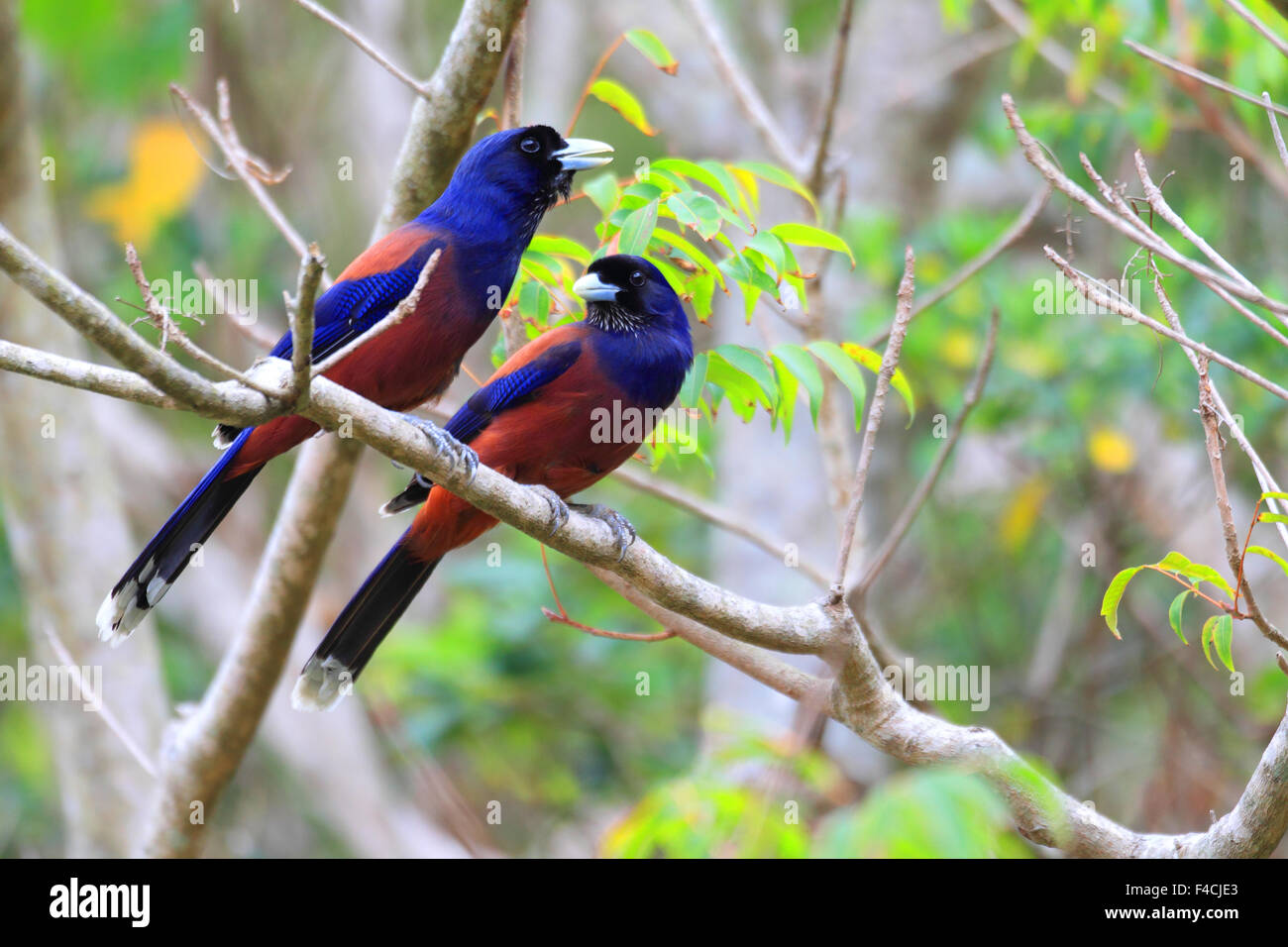 Lidth's Jay (Garrulus lidthi) in Amami Island, Japan Stock Photo - Alamy