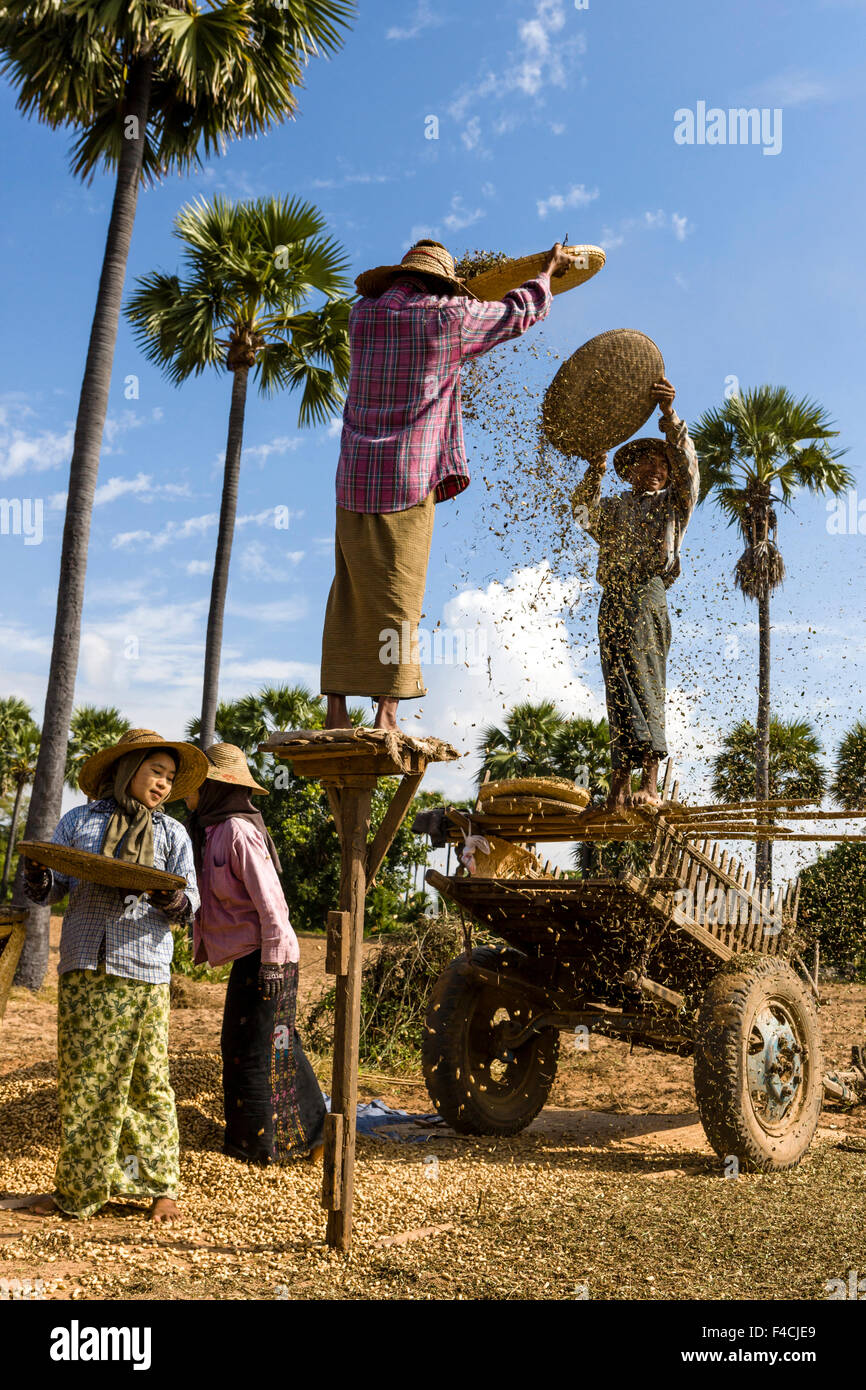 Peanut Farmers. Bagan. Myanmar Stock Photo - Alamy