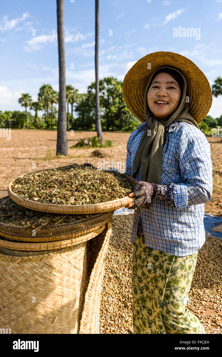 Peanut Farmers. Bagan. Myanmar Stock Photo - Alamy