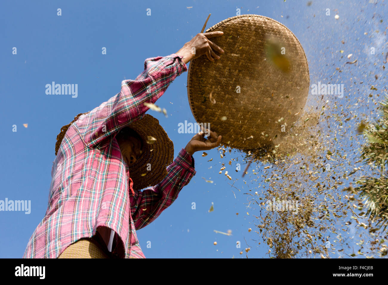 Peanut Farmers. Bagan. Myanmar Stock Photo - Alamy