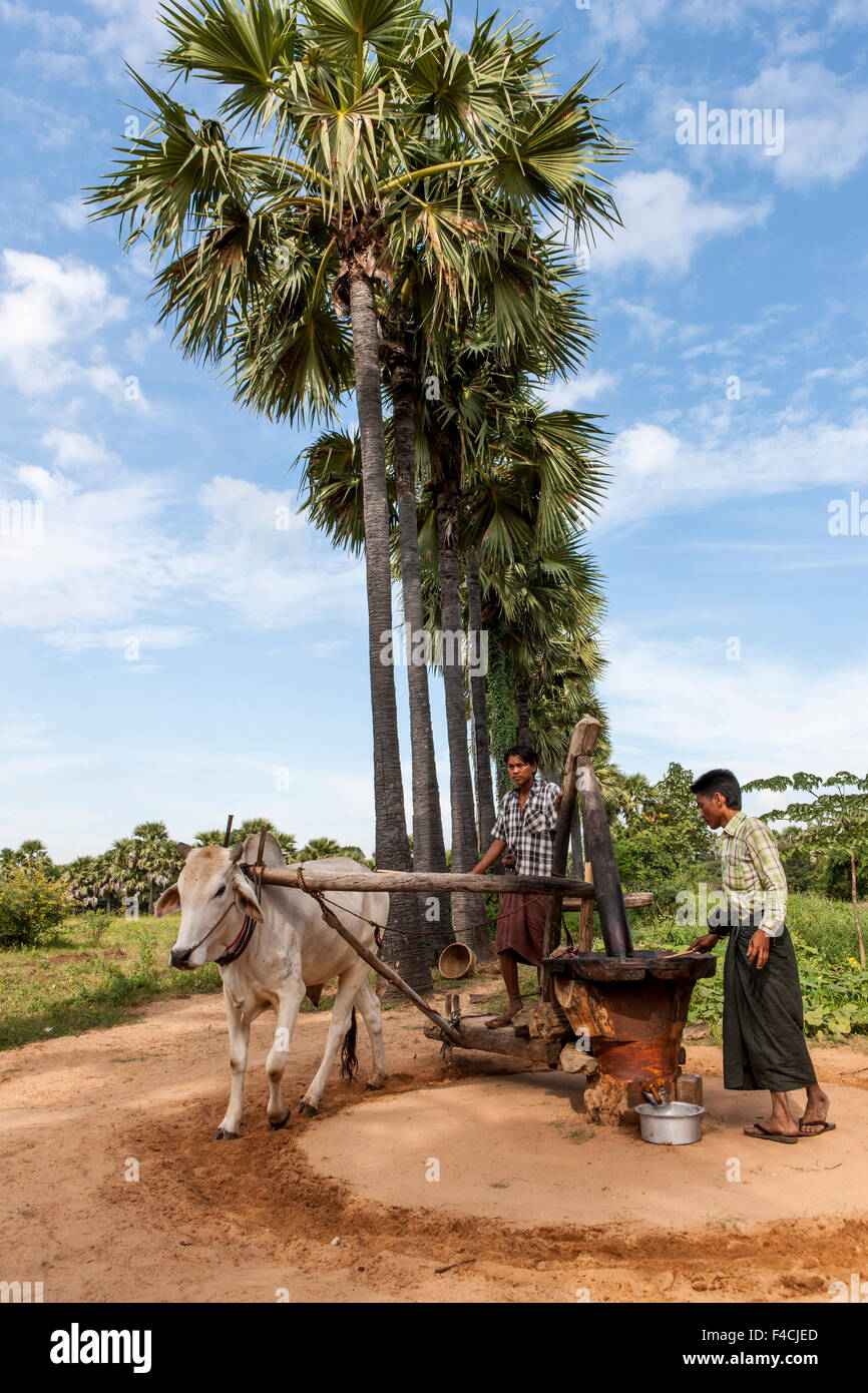 Ox grinding Coconuts for alcohol Production. Bagan. Myanmar Stock Photo ...