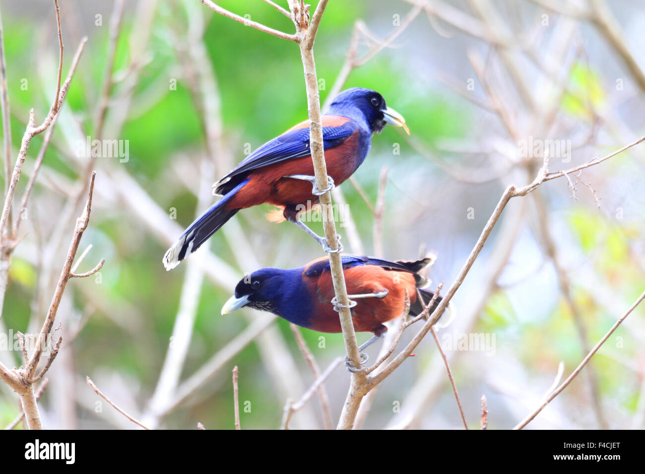 Lidth's Jay (Garrulus lidthi) in Amami Island, Japan Stock Photo - Alamy