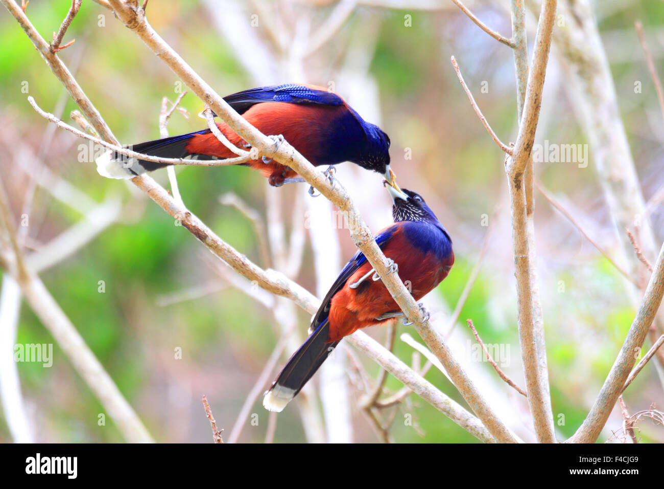 Amami island hi-res stock photography and images - Alamy