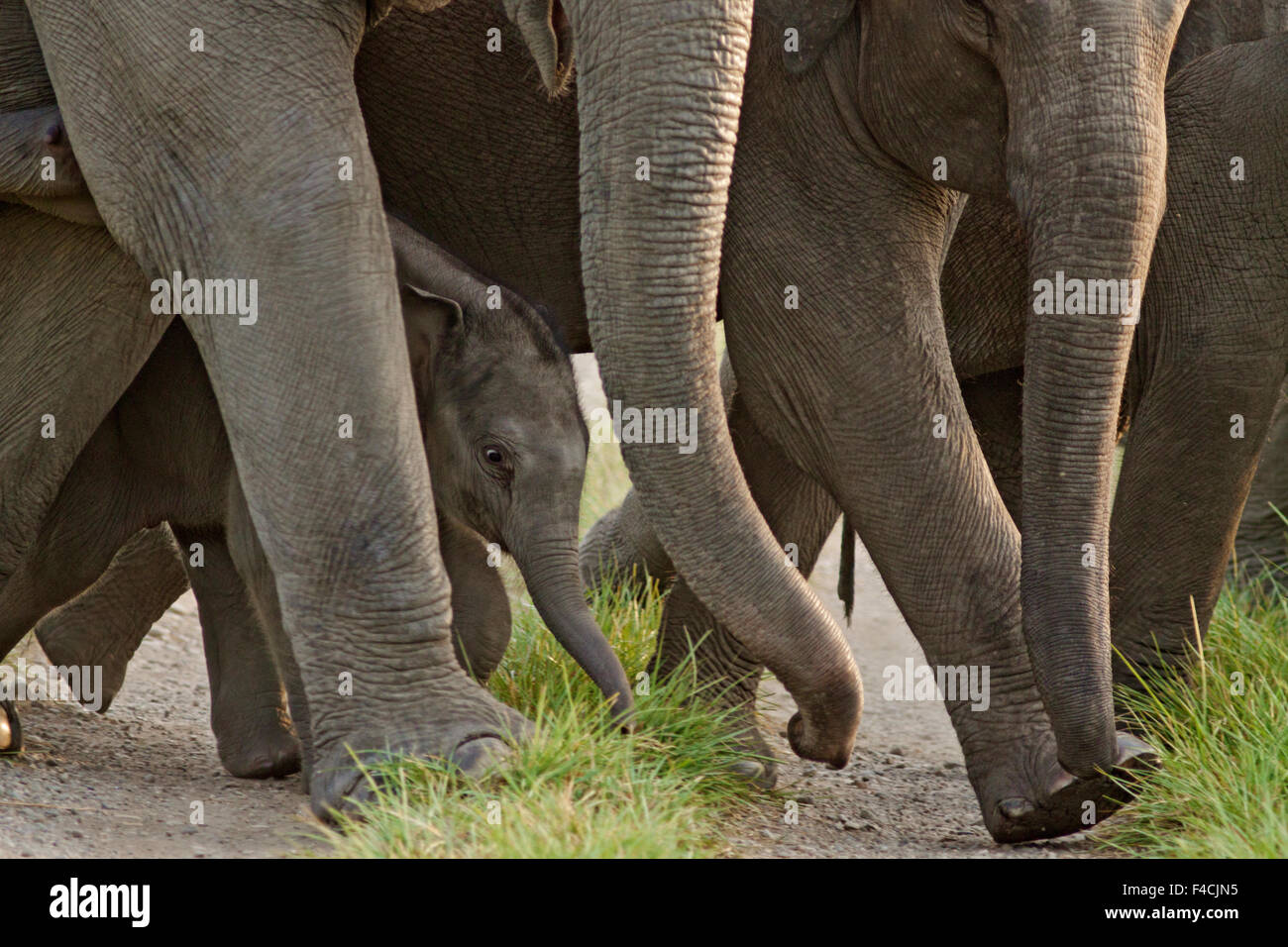 Young one of Indian Asian Elephant, walking in the herd, Corbett ...