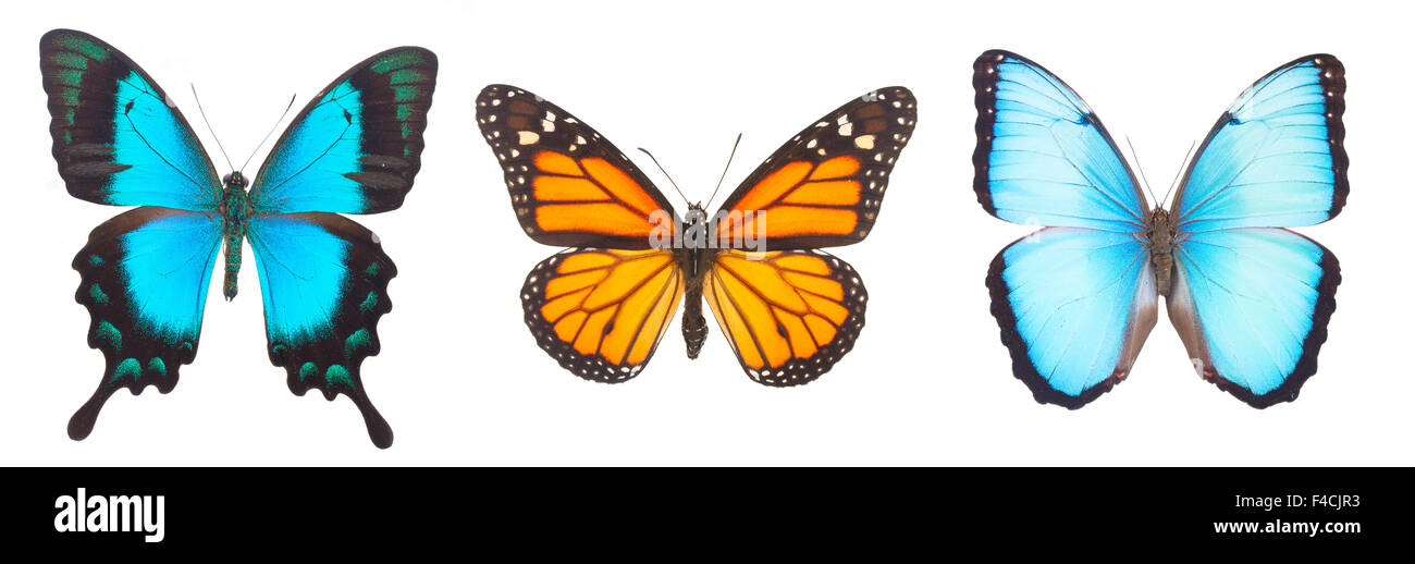 Blue swallowtail butterfly hi-res stock photography and images - Alamy