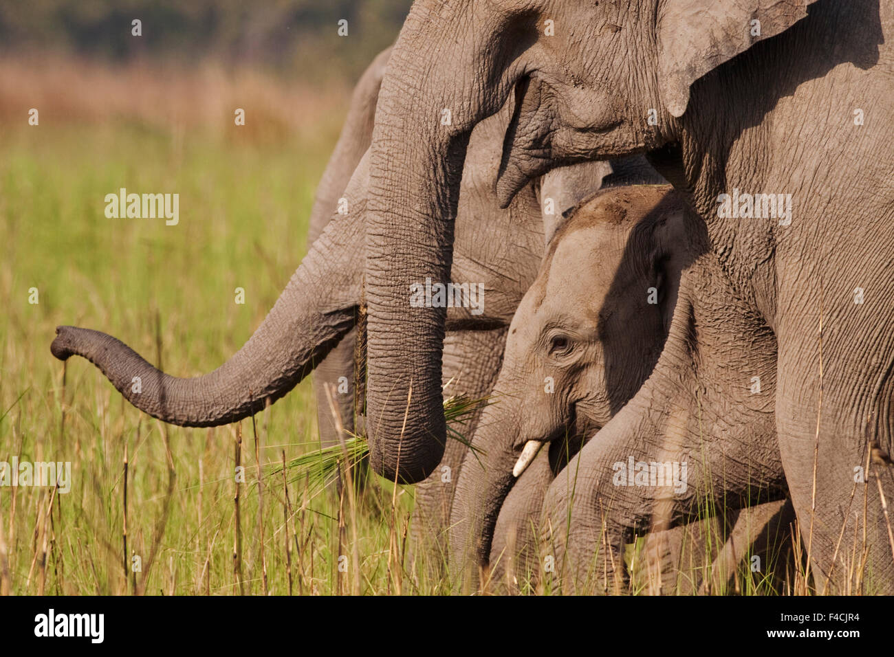 Indian elephant family hi-res stock photography and images - Alamy