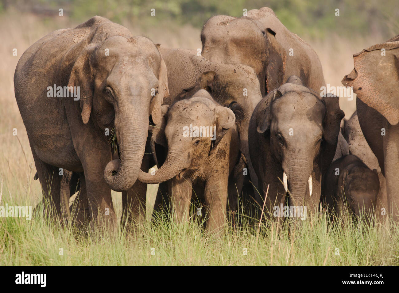 Indian Asian Elephant family, Corbett National Park, India Stock Photo ...