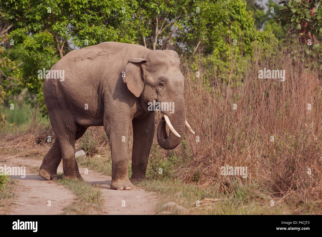Indian Asian Elephant, tusker on the track, Corbett National Park ...