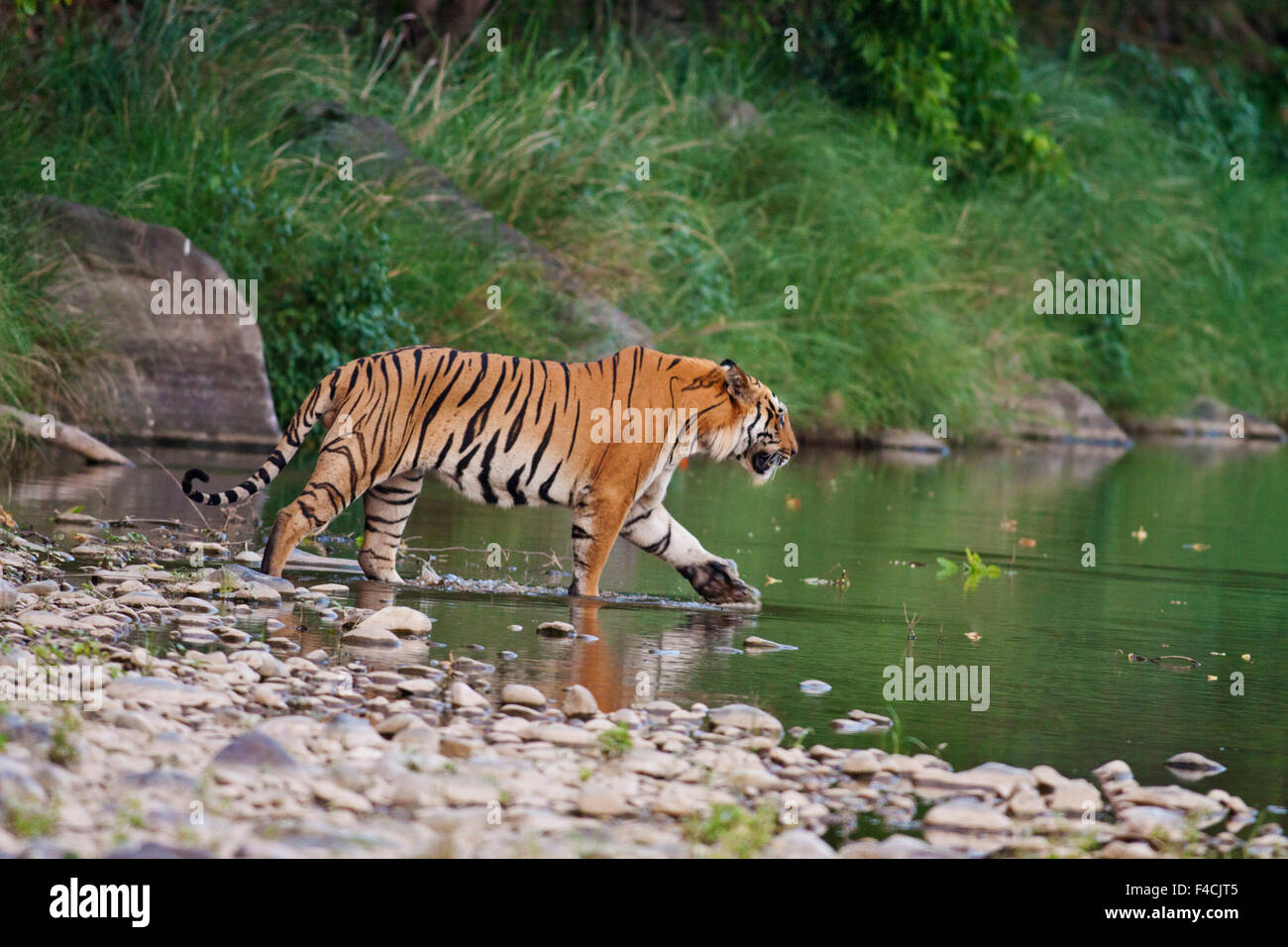 Royal Bengal Tiger, in the river Ramganga Stock Photo - Alamy