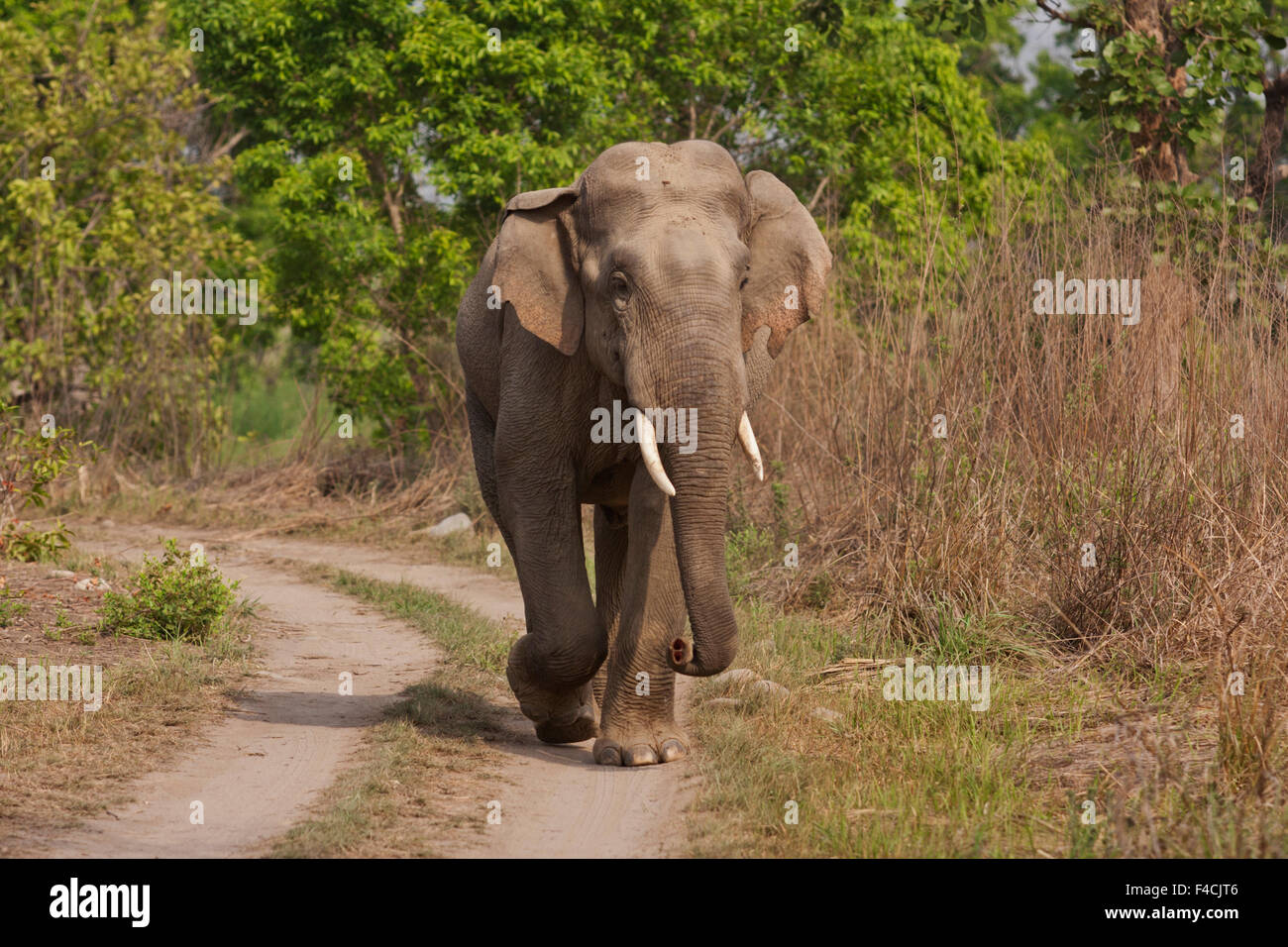 Indian asian elephant tusker on hi-res stock photography and images - Alamy