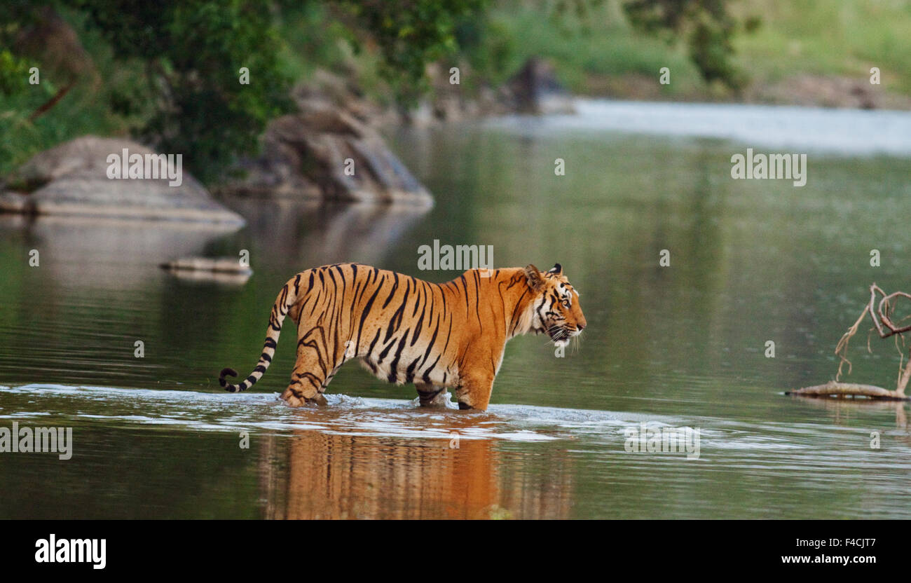 Bengal cat in bed hi-res stock photography and images - Alamy
