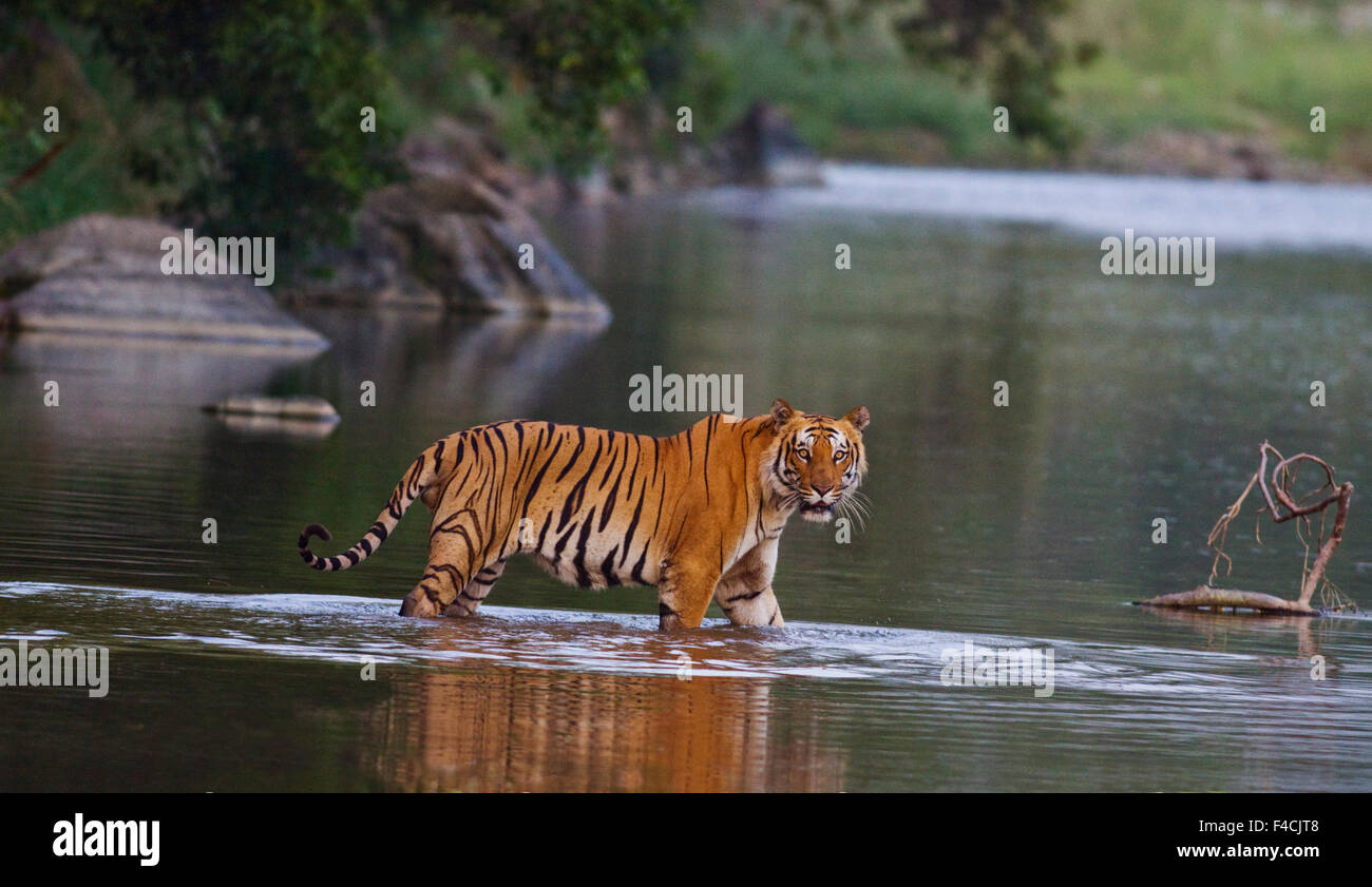 Royal crossing hi-res stock photography and images - Alamy