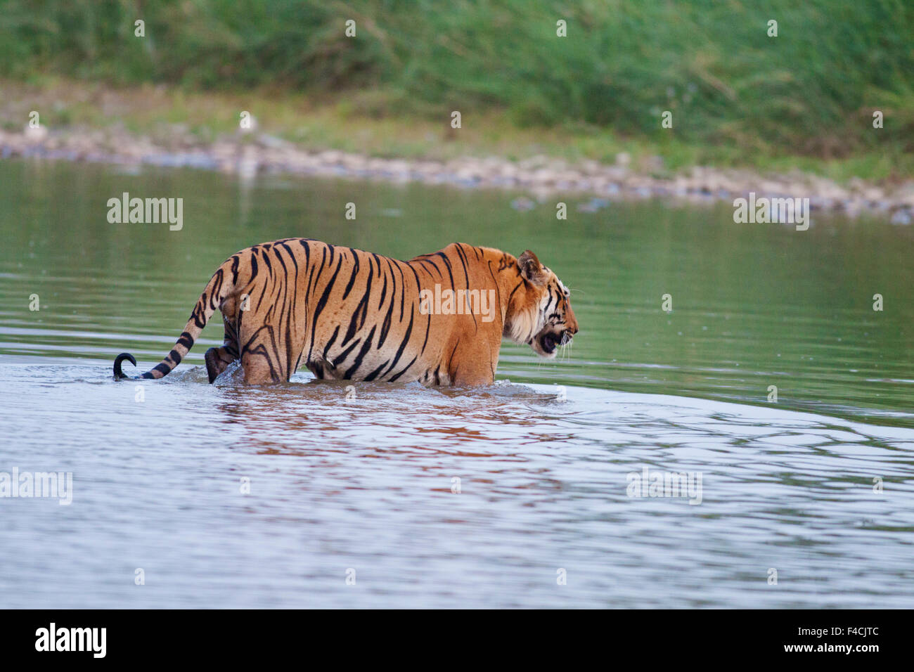 Royal Bengal Tiger, crossing the river Ramganga Stock Photo - Alamy