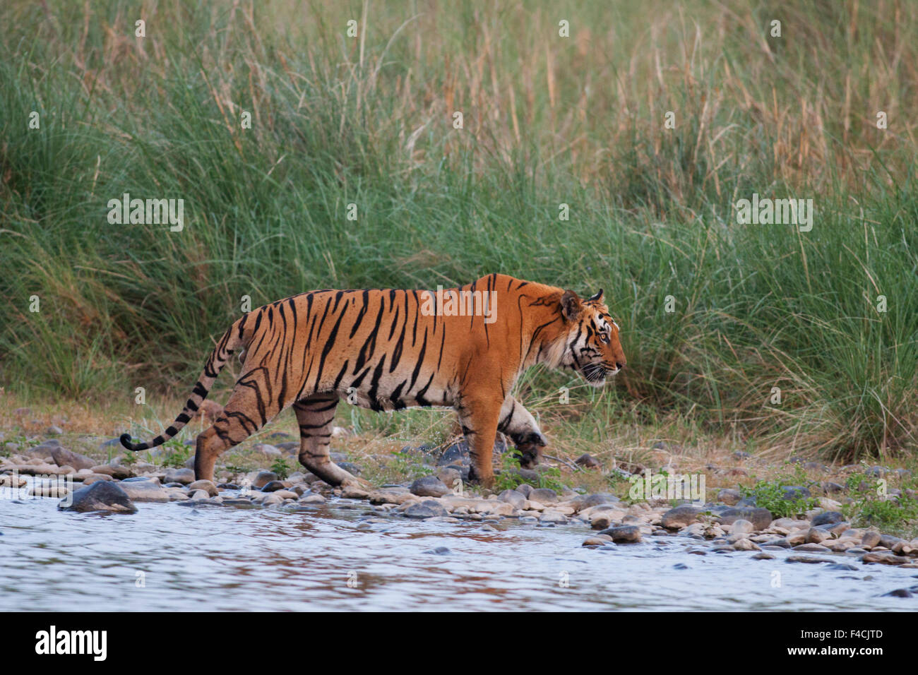 Royal Bengal Tiger, on the banks of Ramganga river Stock Photo - Alamy