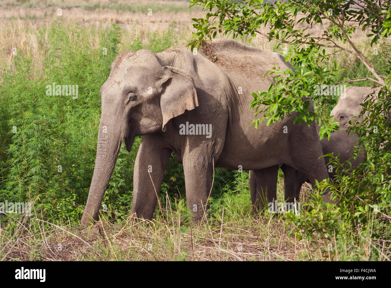 Indian Asian Elephant in cannabis plants, Corbett National Park, India ...