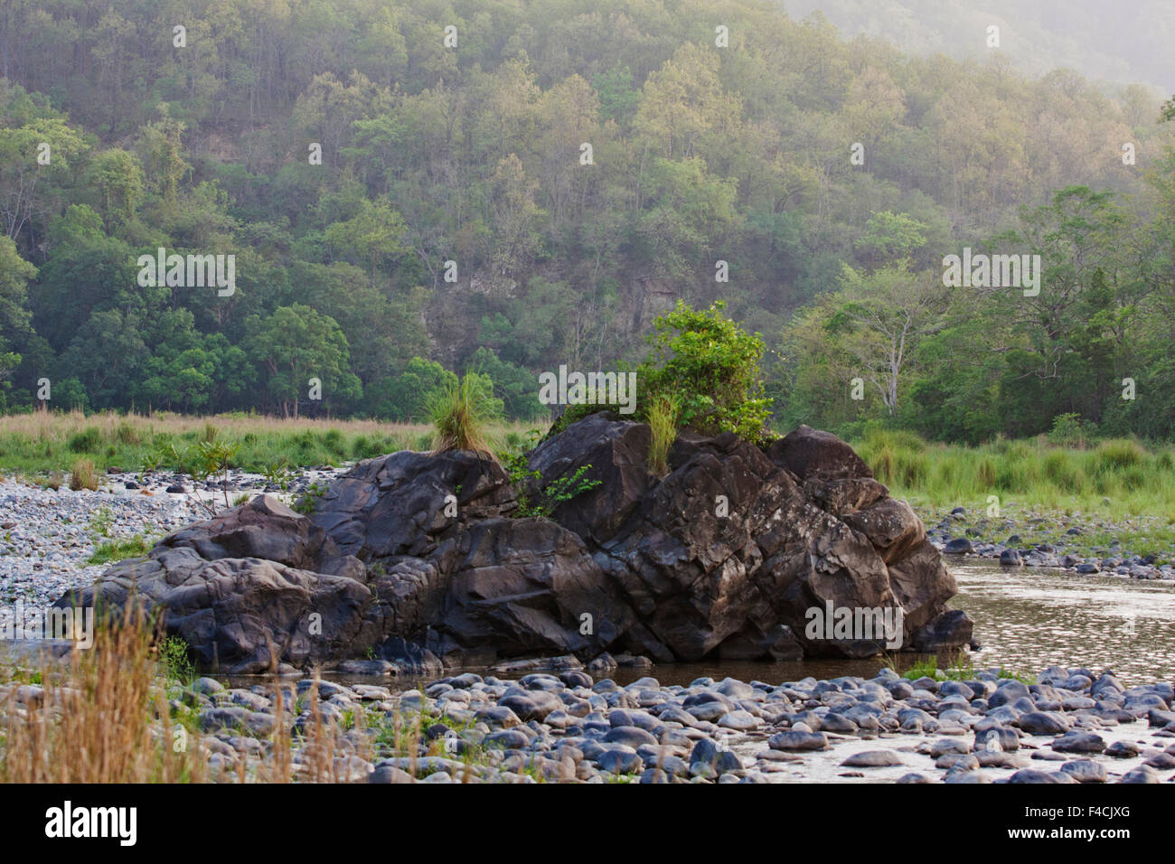 Loha Chaur, Corbett National Park, India Stock Photo - Alamy