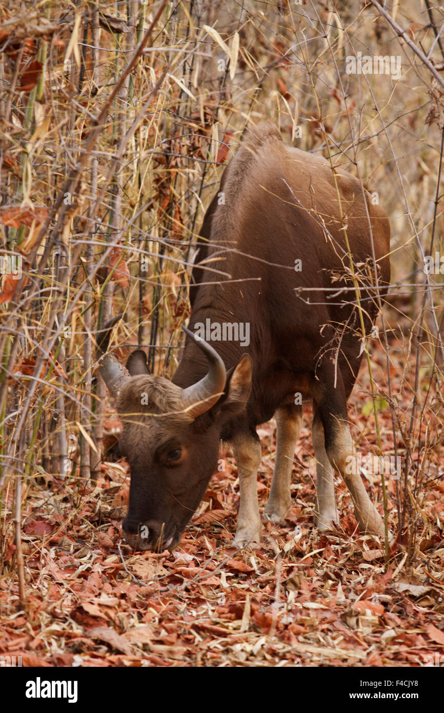 Indian bison in jungle hi-res stock photography and images - Alamy