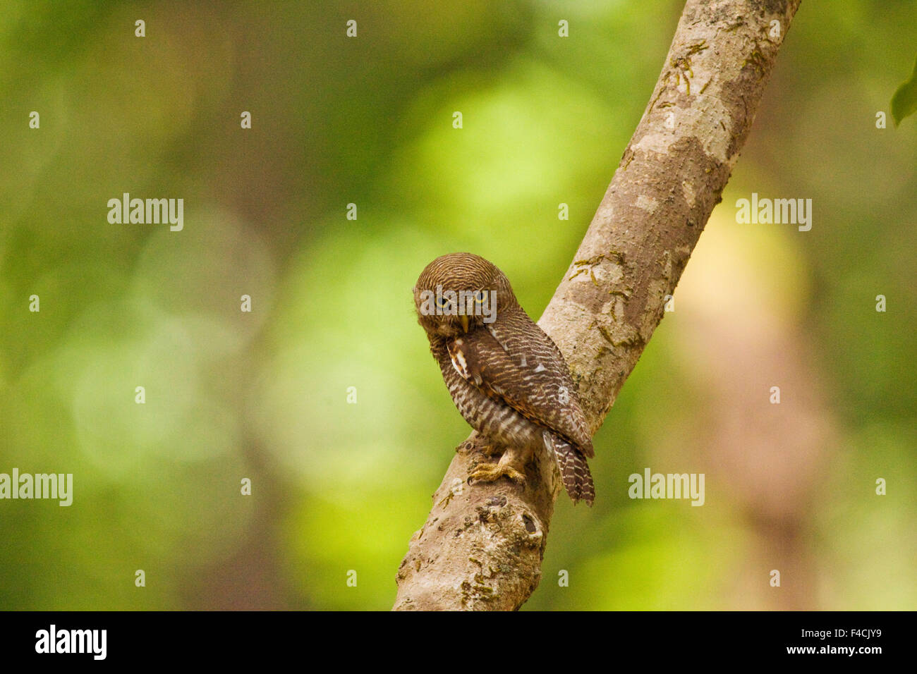 Jungle Owlet, Corbett National Park, India Stock Photo - Alamy