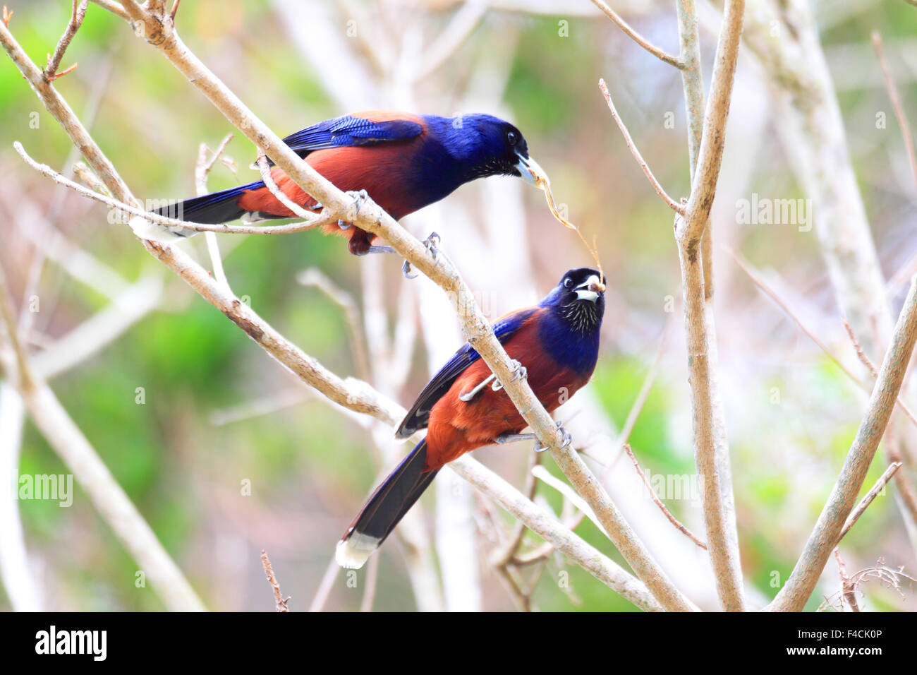 Lidth's Jay (Garrulus lidthi) in Amami Island, Japan Stock Photo - Alamy