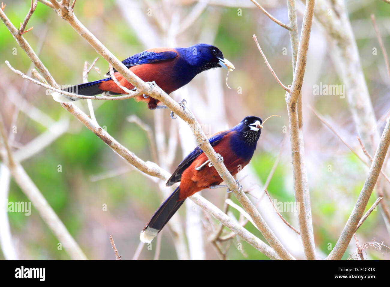 Lidth's Jay (Garrulus lidthi) in Amami Island, Japan Stock Photo - Alamy