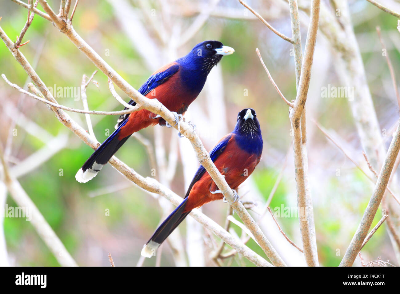Lidth's Jay (Garrulus lidthi) in Amami Island, Japan Stock Photo - Alamy