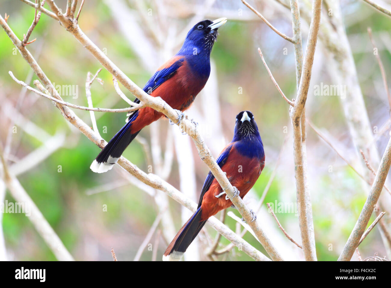 Lidth's Jay (Garrulus lidthi) in Amami Island, Japan Stock Photo - Alamy