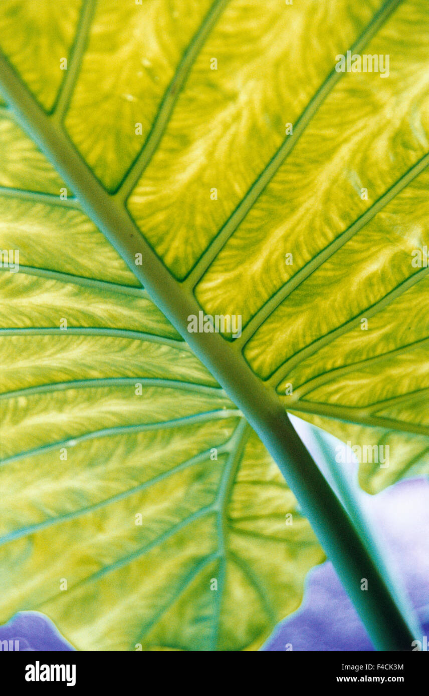 A Leaf, Close-up Stock Photo - Alamy