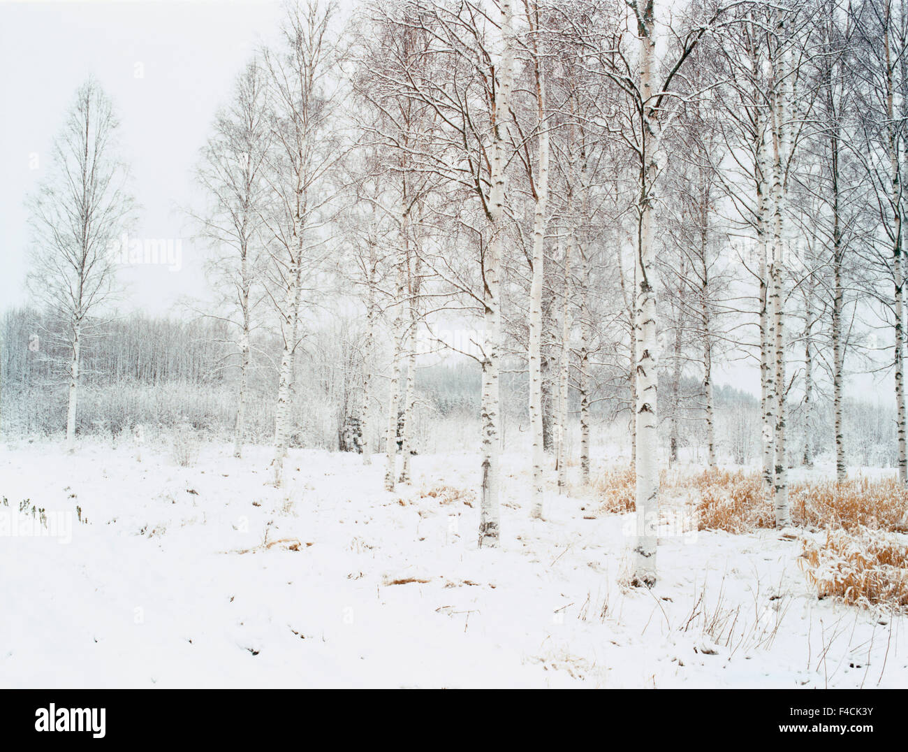 Birches in the Winter Stock Photo - Alamy