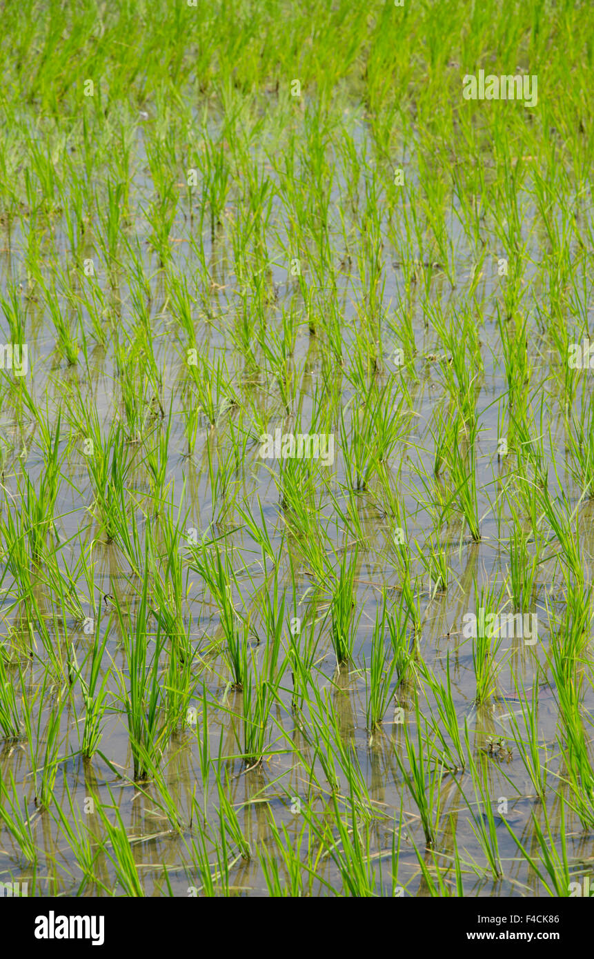 Indonesia, Island of Lombok. Typical Indonesian rice paddy, newly ...