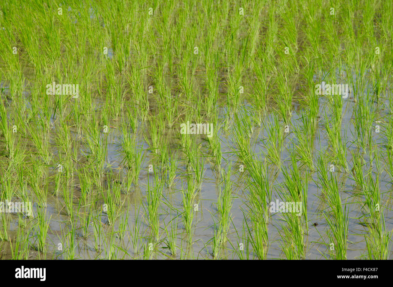 Indonesia, Island of Lombok. Typical Indonesian rice paddy, newly ...