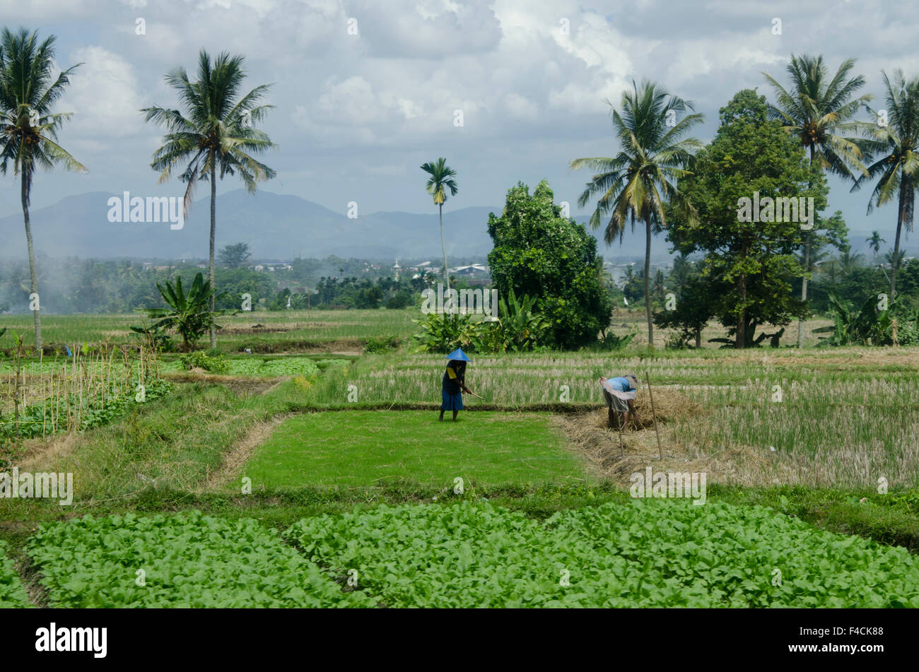 Indonesia, Island of Lombok. Typical Indonesian rice paddy. Men working ...