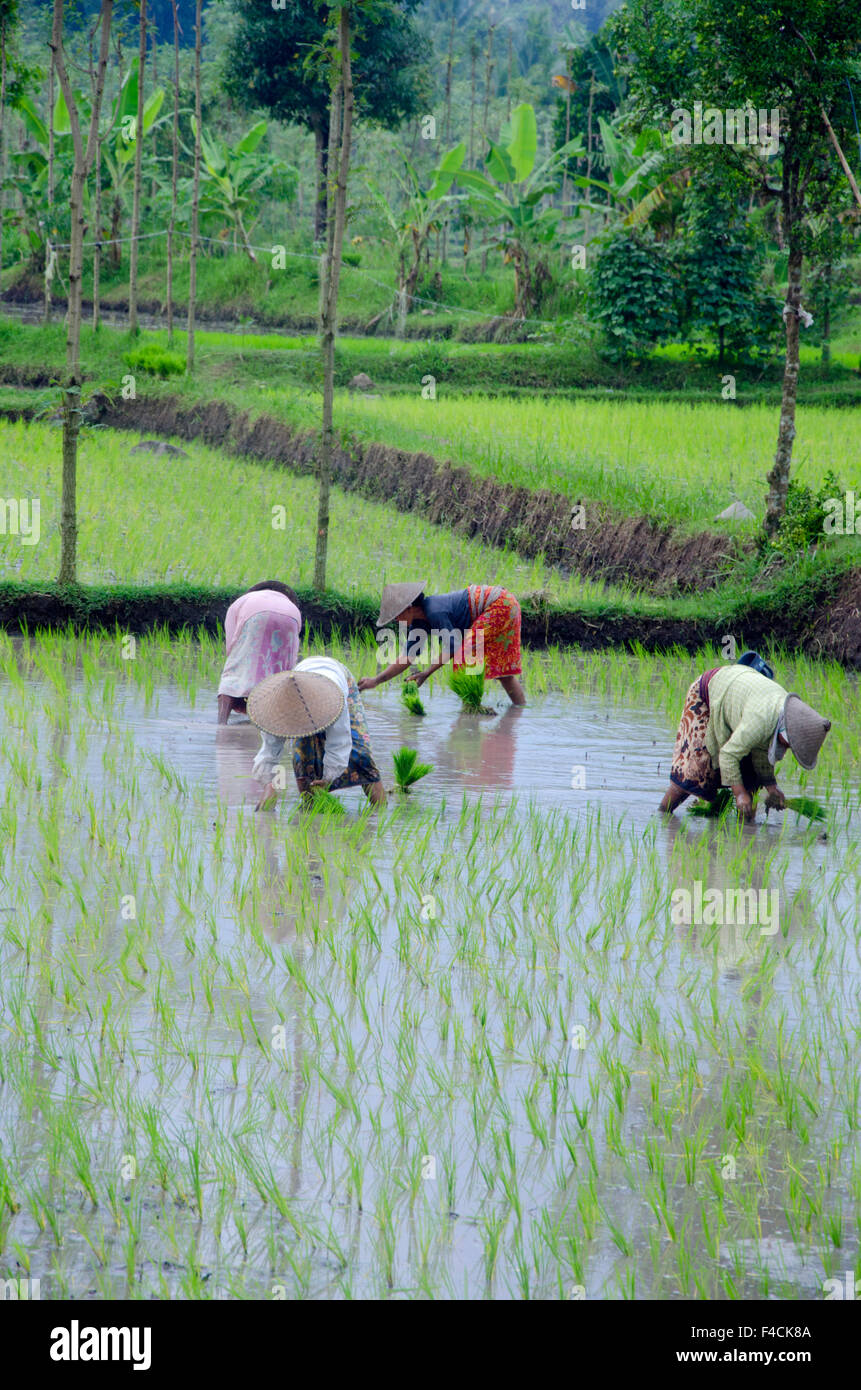 Indonesia, Island of Lombok. Women planting rice in a typical ...