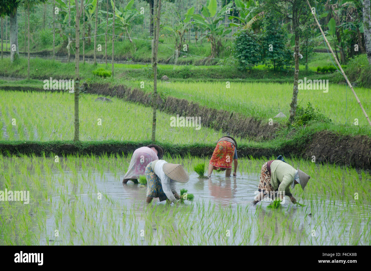 Indonesia, Island of Lombok. Women planting rice in a typical ...