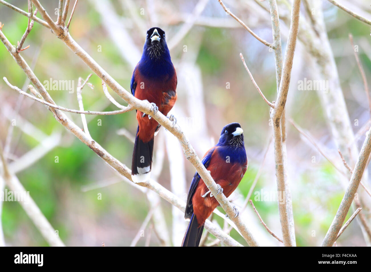 Lidth's Jay (Garrulus lidthi) in Amami Island, Japan Stock Photo - Alamy