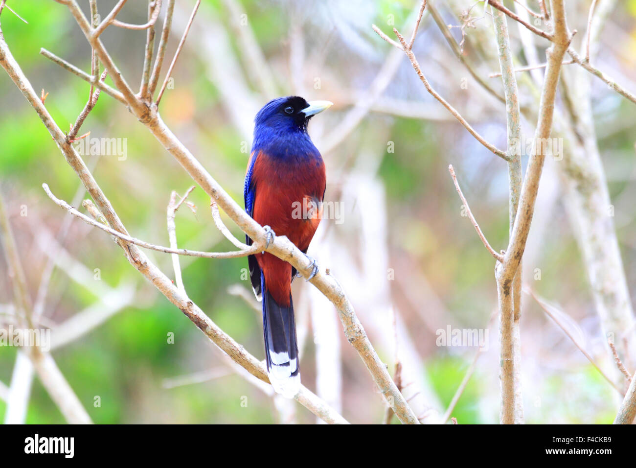 Lidth's Jay (Garrulus lidthi) in Amami Island, Japan Stock Photo - Alamy