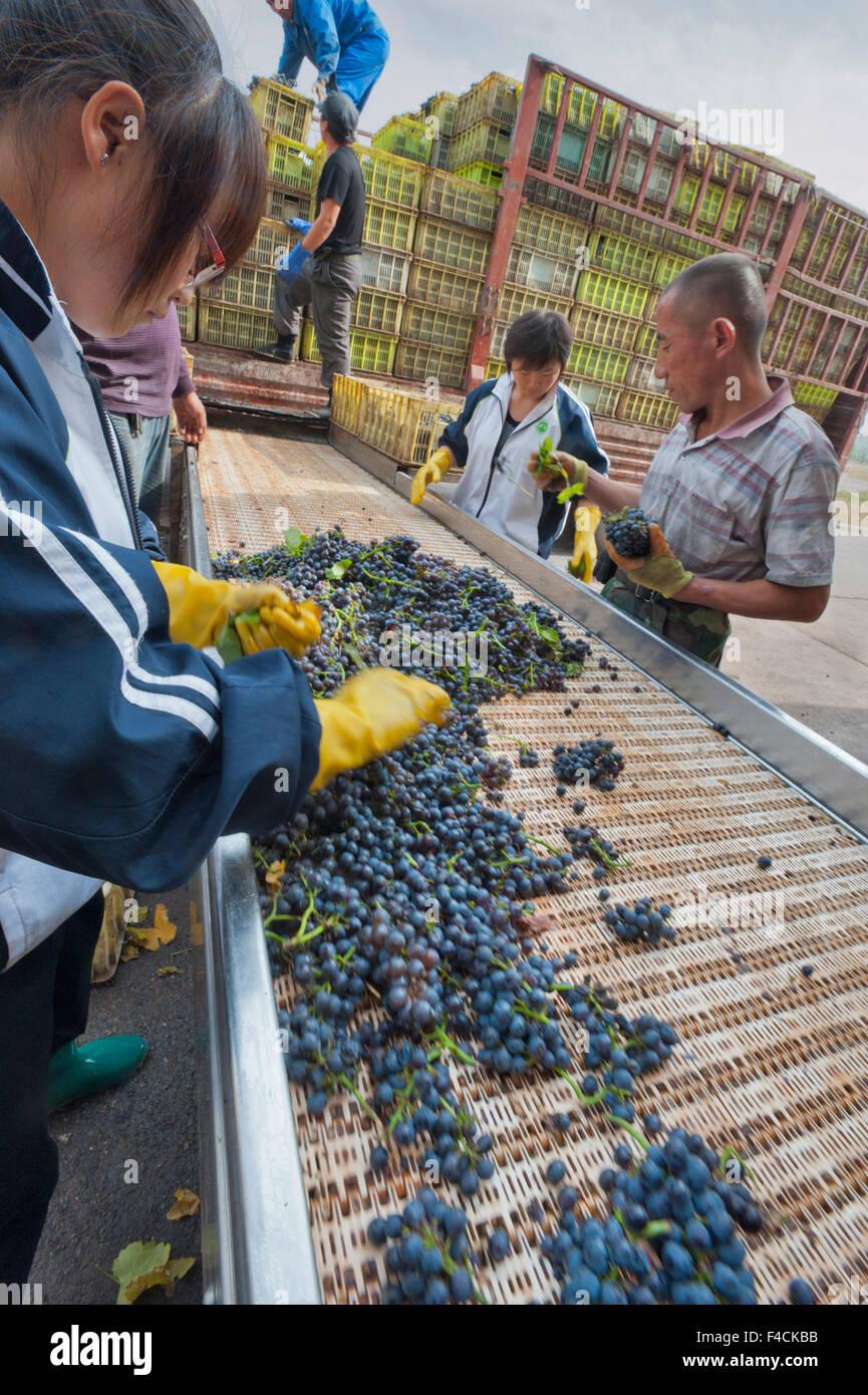 China, Ningxia. Workers inspect grapes on sorting line at Pernod Ricard ...